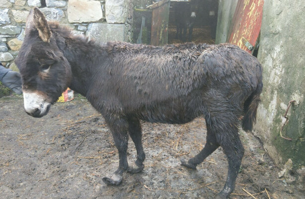 'Absolutely horrendous': 16 abandoned, malnourished donkeys rescued in Mayo