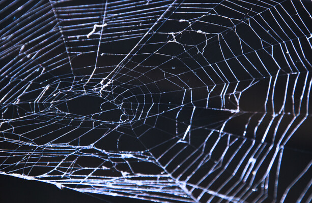 Scientists have discovered a 100 million-year-old spider preserved in amber