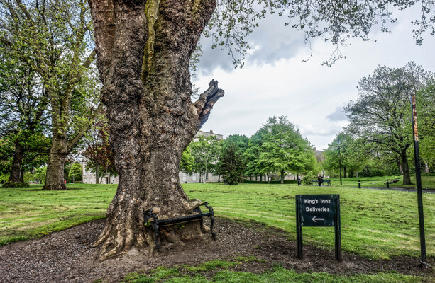 Have you heard about the hungry tree in Dublin 7? · TheJournal.ie