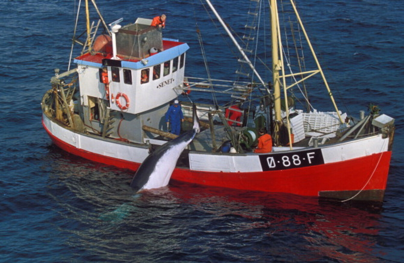 Norway wants to kill more whales · TheJournal.ie