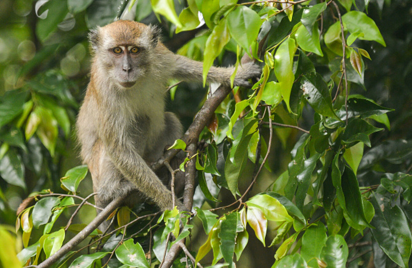 In Malaysia you can send your macaque to a school where it learns how ...