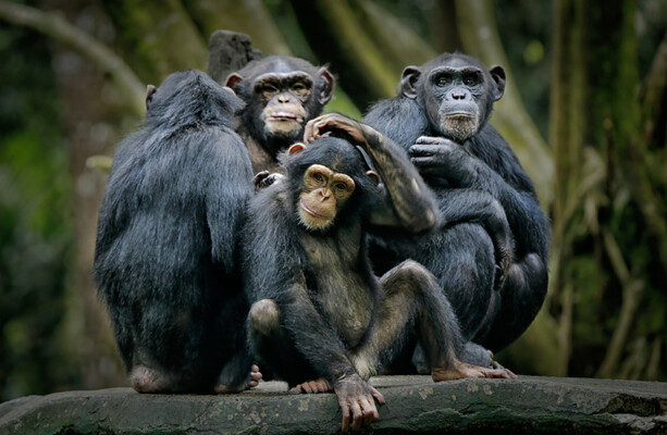 Can chimpanzee vocalisations reveal the origins of human language? This ...