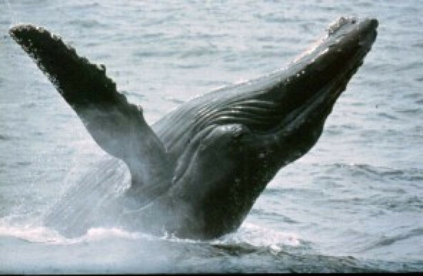 From royal wedding afternoon tea to whale watching in Kerry: Here's ...