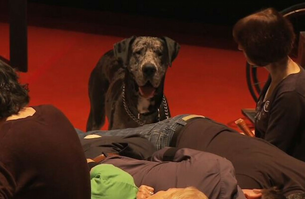 There's a play about Hamlet opening in the Abbey - and this Great Dane has a starring role