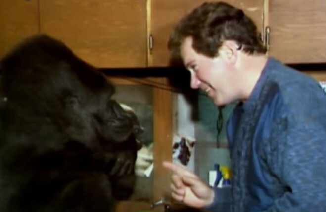 Koko, the famous gorilla who mastered sign language and cared for a ...