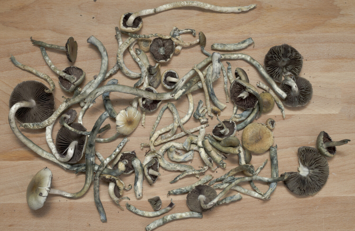 Magic mushroom lab discovered in Dublin · TheJournal.ie