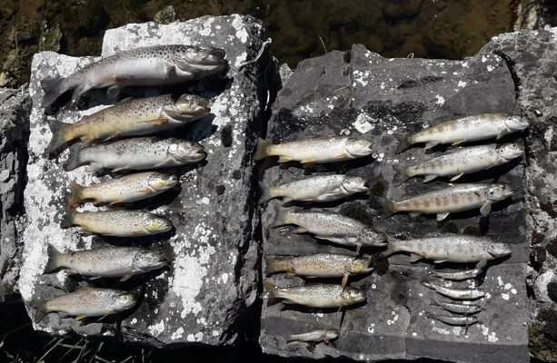 Over 10,000 protected lamprey fish killed in suspected chemical poisoning