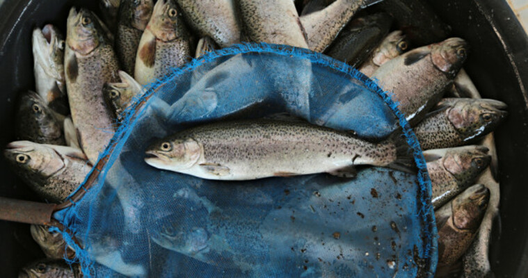 Cork will play host to one of the world's first aquaculture startup ...