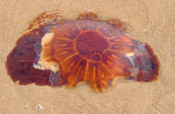 The Irish For... Seal snot: The literal translations of sea creatures ...