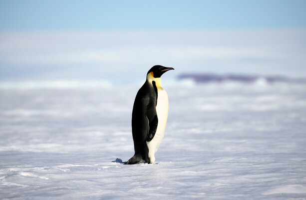 Once upon a time, Ireland was full of penguins - here's how they ...