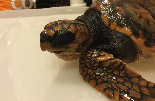 Rare loggerhead turtle receiving care after stranding on Donegal beach