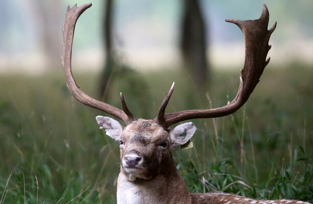 OPW sold carcasses of Phoenix Park deer culled by state-hired marksman ...