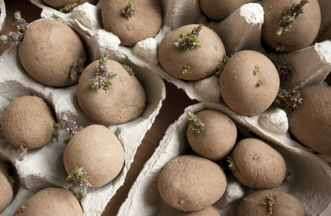 From the Garden: 'Traditionally Irish people put their spuds in the ...