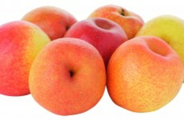 There's a new type of pear that's disguised as an apple, it's called a ...