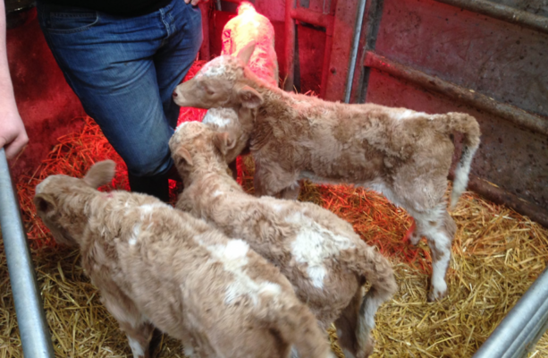 Two of the four identical calves born in Co Clare in 2017 are now ...