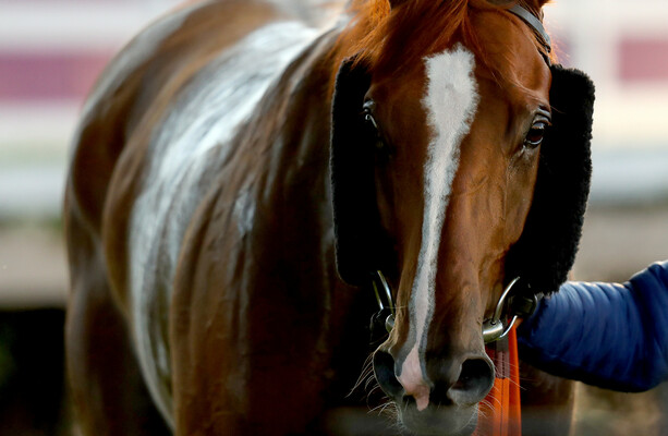 Johnny Ward: Racing needs to find common ground with Green Wave or risk ...