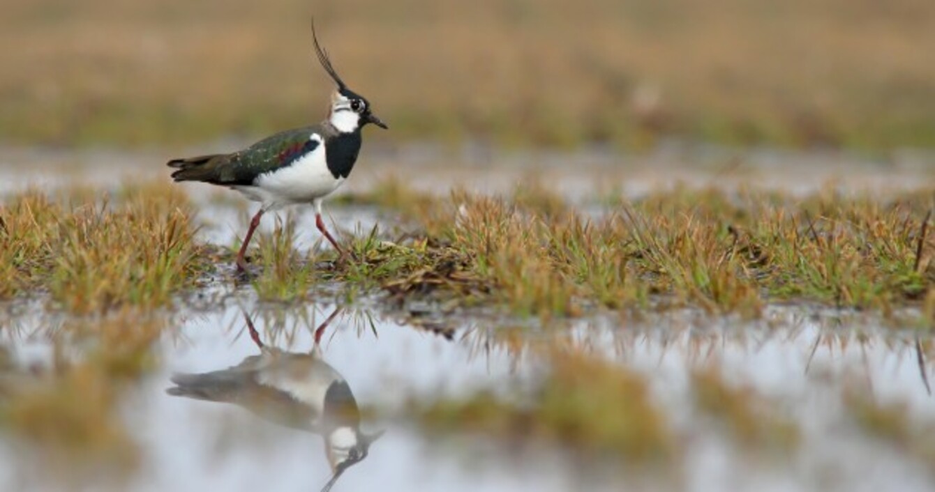 Quiz: Native Irish bird species are in decline - test your knowledge on ...