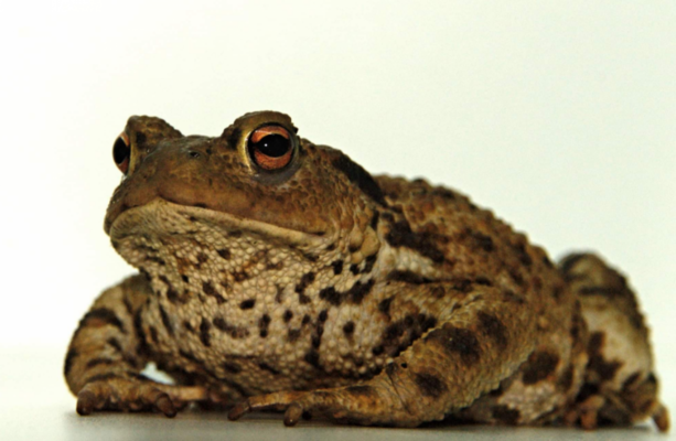 'Rare' common toad captured in Dublin following public appeal