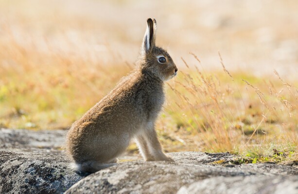 Minister suspends hare coursing licences after deadly rabbit disease ...