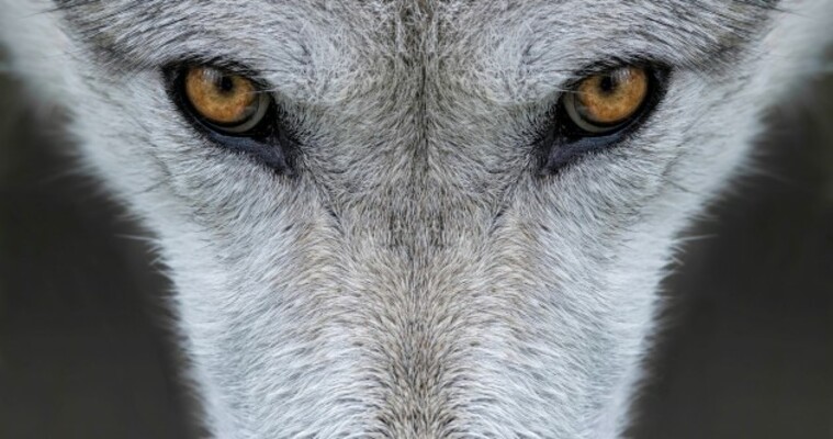 Almost 250 years after the last native wolf was killed, is Ireland ...