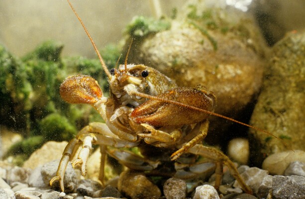 There's an outbreak of crayfish plague in a Kilkenny river