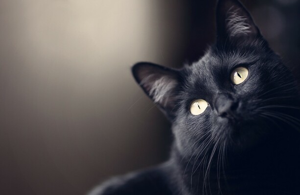 Appeal to fund treatment of cats 'scalded with boiling water' in Limerick