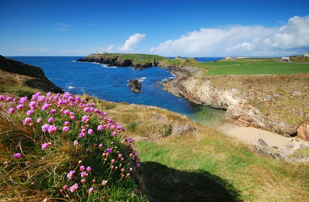 The Irish For: The weeds and wildflowers that bother and delight the ...