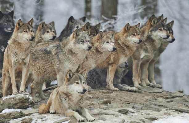 Poll: Should Ireland reintroduce wolves? · TheJournal.ie