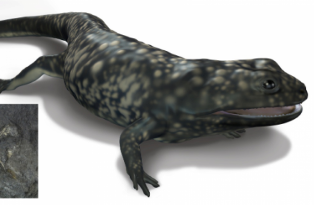 325-million-year-old amphibian fossil discovered in Co Clare