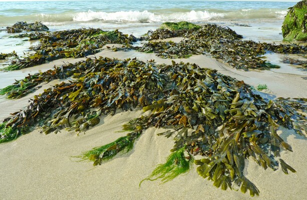 From the Garden: Using seaweed to compost at home before winter hibernation