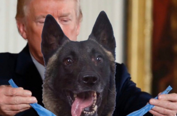 Donald Trump to bring 'beautiful dog, talented dog' from ISIS raid to ...