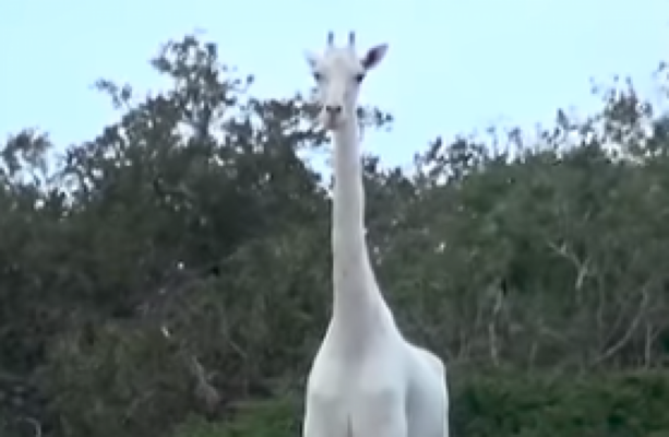 Rare white giraffe and calf killed by poachers - leaving just one left ...