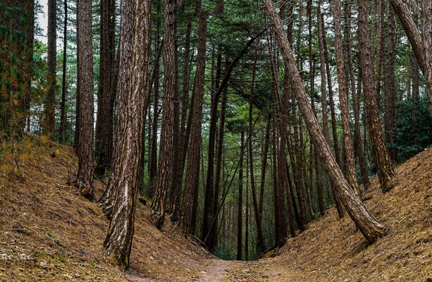 Nine forests in Dublin mountains to be upgraded for recreational use