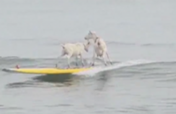 VIDEO: Here are some goats surfing · The 42