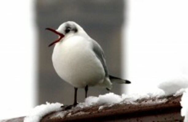 What is a 'Chirp'? · TheJournal.ie