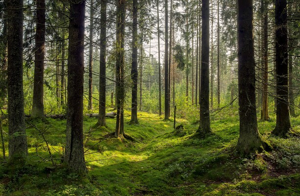 Coillte reveals Ireland's ten most popular forests as some visitor ...