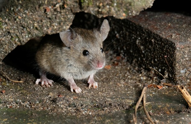 Farmers battle to save crops after 'plague' of mice invade Australia's ...