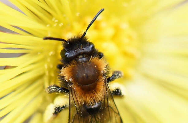 Opinion: Our bee sanctuary is wild, messy and beautiful - and it's ...