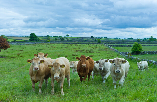 Opinion: ‘The shift coming in Irish agriculture must be ...