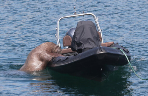 Minister urges public to 'have some cop on' and to stay back from Wally ...