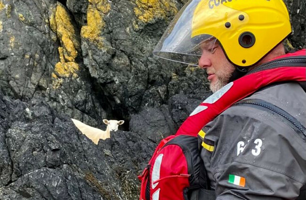 Irish Coast Guard rescues lamb that got stuck on Lambay Island cliff