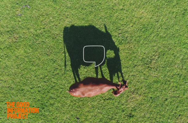 How do you solve a problem like Ireland's cows? · TheJournal.ie