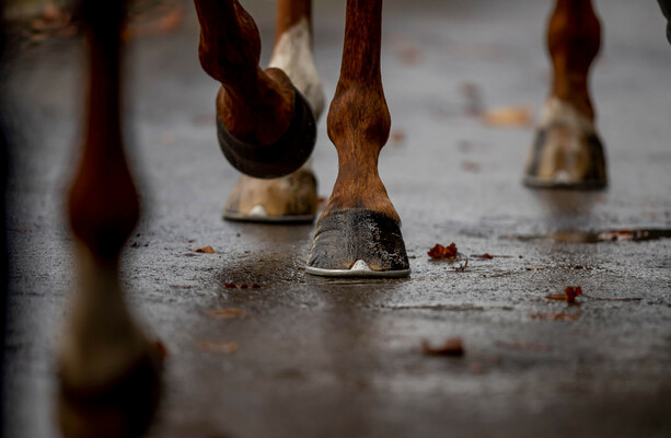 Animal remedies which are banned in racehorses are seized in raid on ...