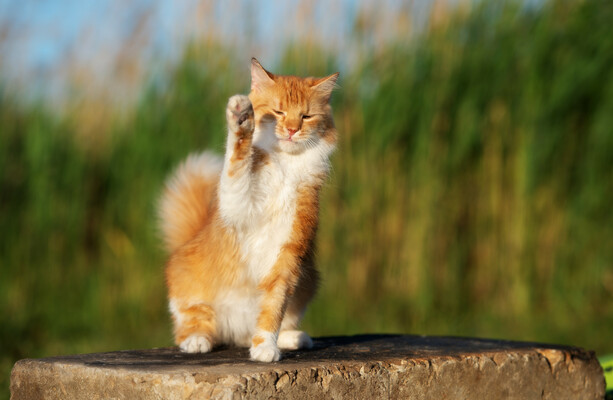 The 5 at 5: Monday · TheJournal.ie