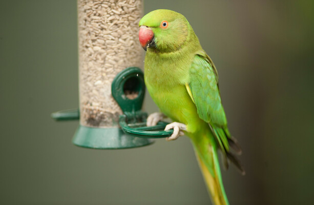 BirdWatch Ireland calls for reports of invasive parrot species after ...