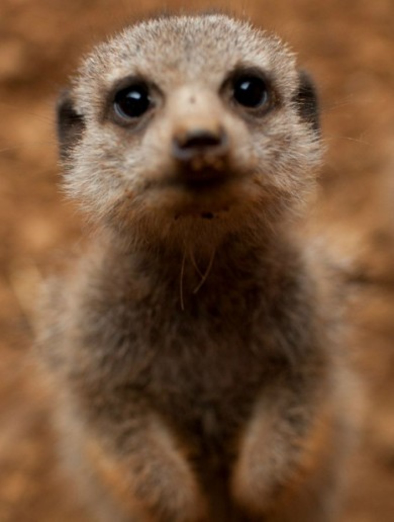 It's Friday so here's a slideshow of meerkats from around the world