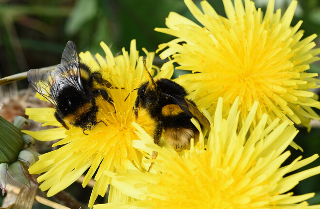 The Bee Guy: The girls are back in town - tips for helping the ...