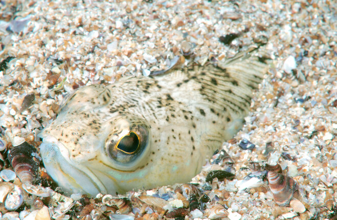 Swimmers warned about venomous fish that lurks in sand and packs ...