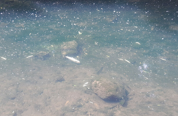 Over 500 brown trout die in fish kill in Kildare river · TheJournal.ie