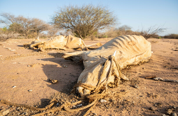 In pictures: The drought causing animals to drop dead in Kenya ...